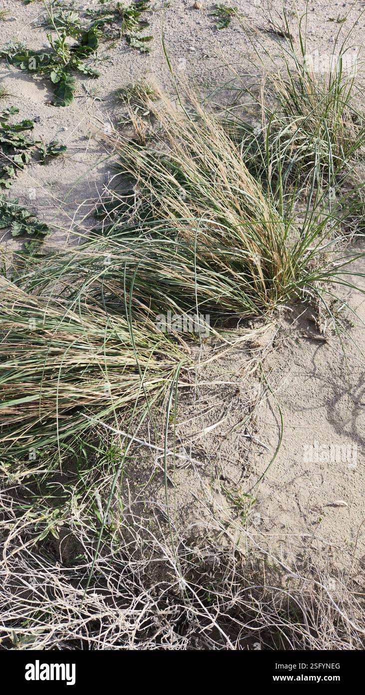 Sand Ricegrass (Eriocoma hymenoides), Plantae, Whitewater, CA 92282 ...