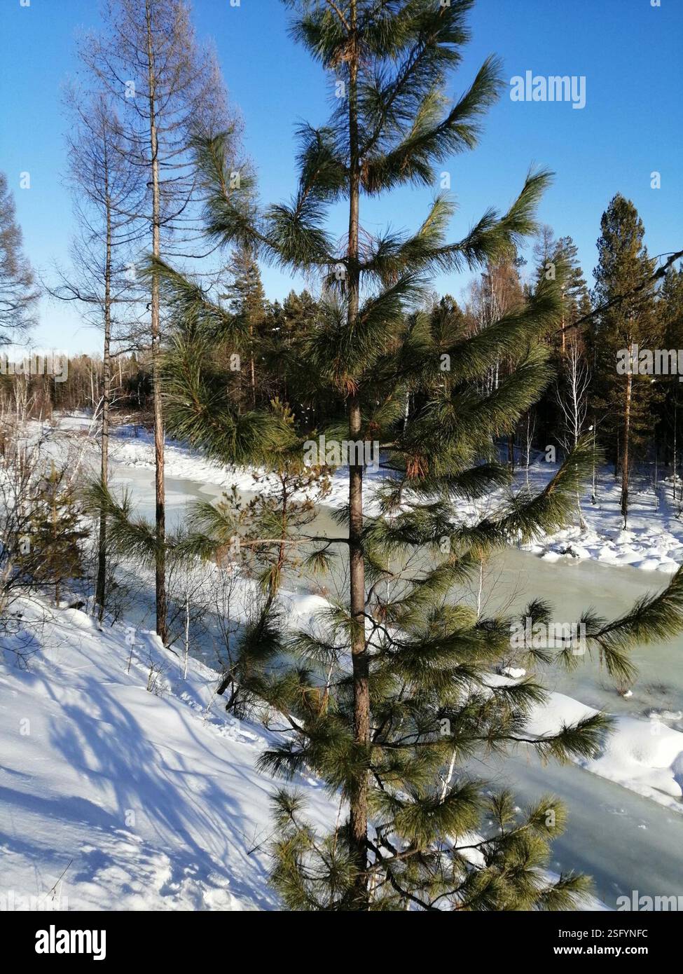 Siberian pine (Pinus sibirica), Plantae, Иркутская обл., Россия, 665490 ...