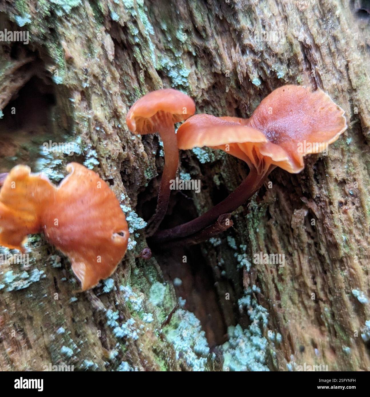Pinewood Gingertail (Xeromphalina campanella), Fungi, NB Mt Gardner Rd ...