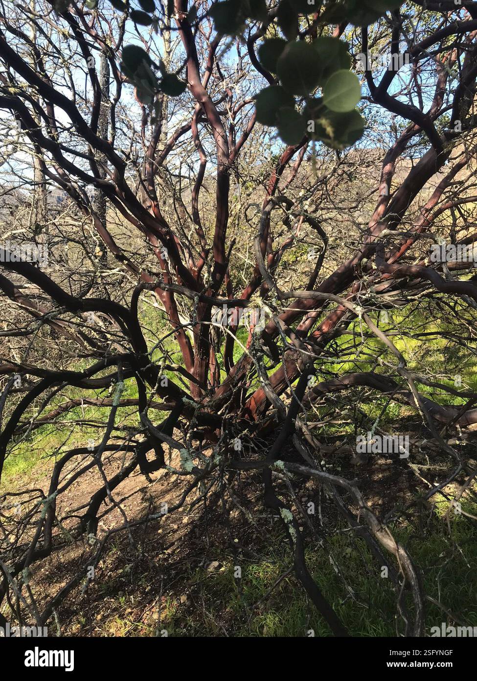 Common Manzanita (Arctostaphylos manzanita), Plantae, Swartz Canyon ...
