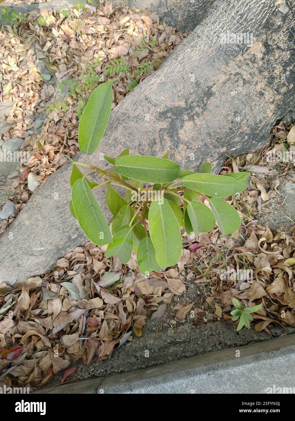 Japanese Superb Fig (Ficus subpisocarpa), Plantae, 830, Taiwan, 高雄市鳳山區國 ...