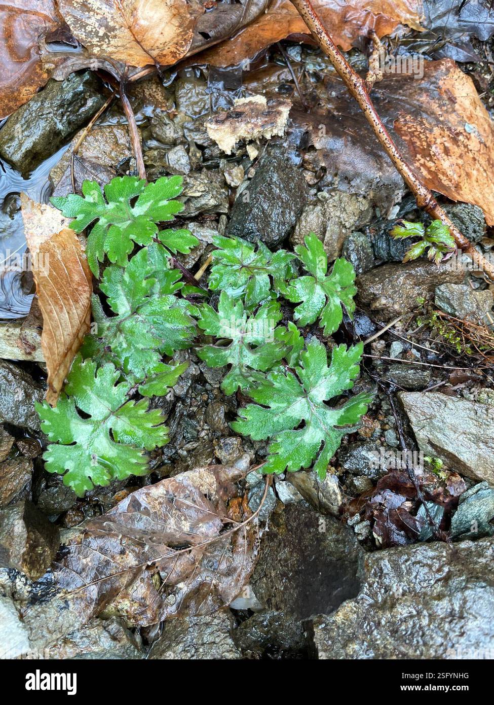 Virginia waterleaf (Hydrophyllum virginianum), Plantae, North Carolina ...