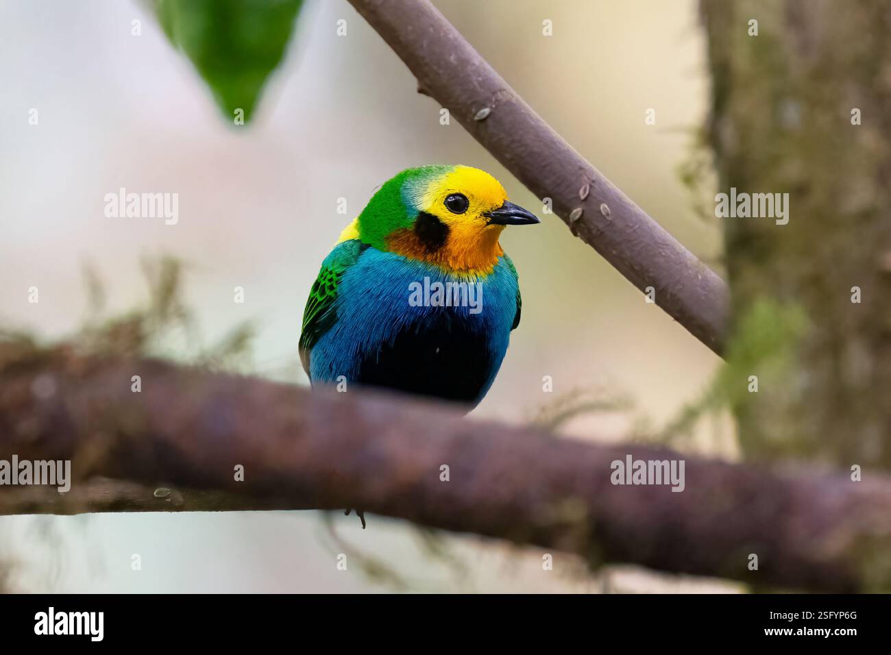 Male Multicolored Tanager (Chlorochrysa nitidissima) sitting on a perch ...