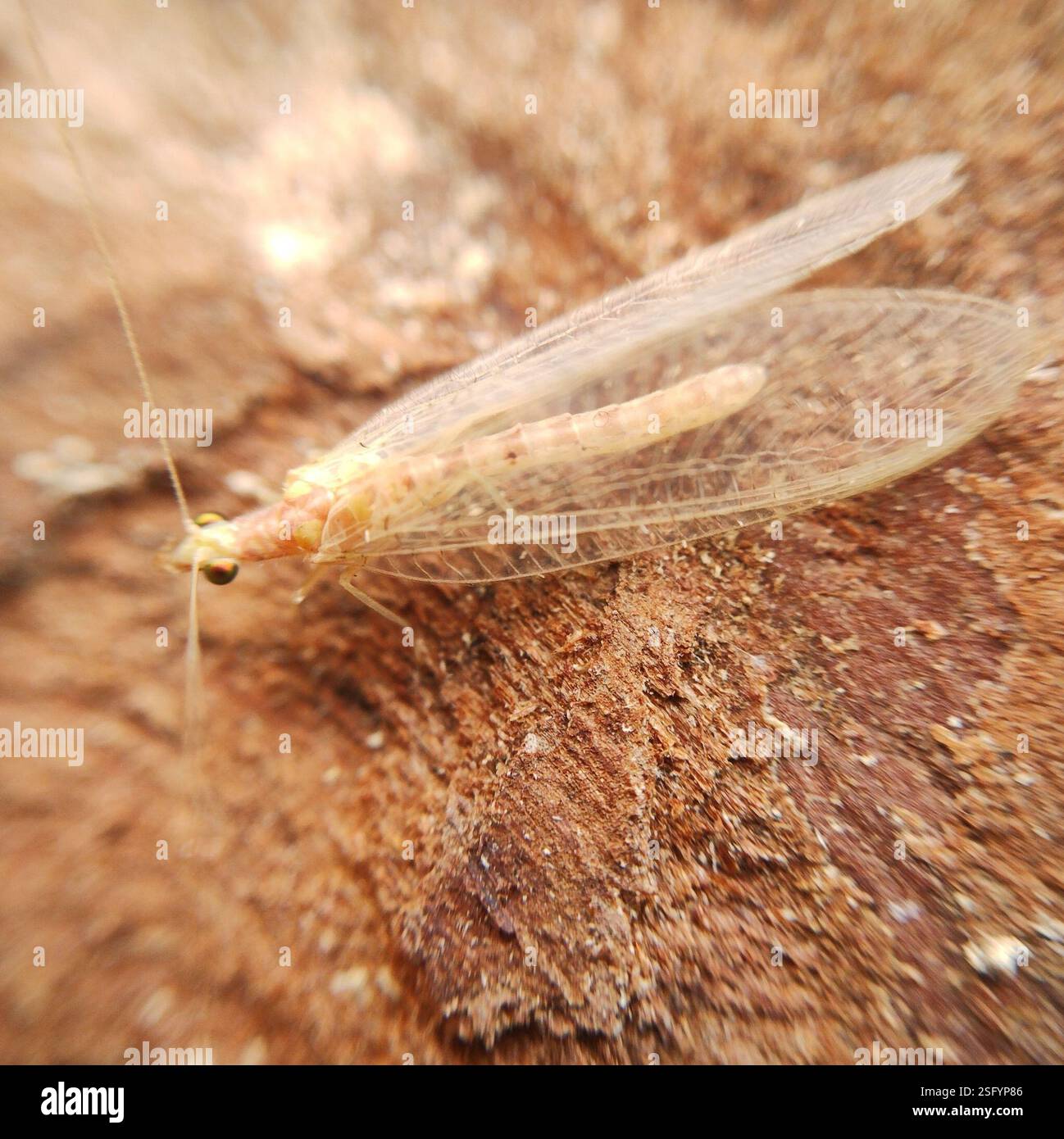 carnea-group Green Lacewings (Chrysoperla carnea), Insecta, ul ...