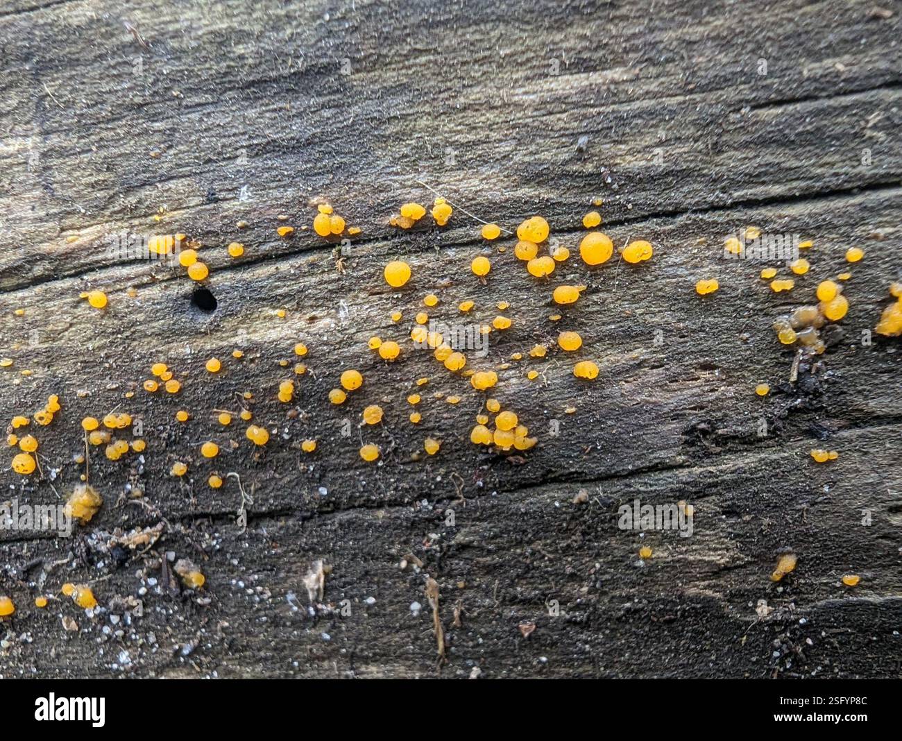 Jelly Spot Fungus (Dacrymyces stillatus), Fungi, Greater Vancouver, CA ...