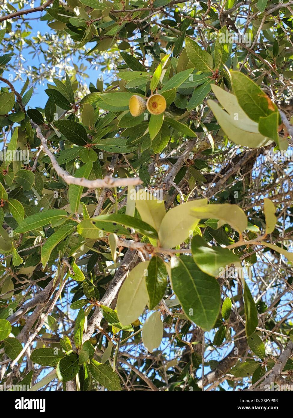Brandegee Oak (Quercus brandegeei), Plantae, La Paz, MX-BS, MX Stock ...