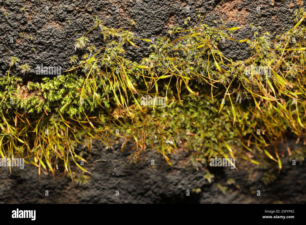 Wall Screw-moss (Tortula muralis), Plantae, Aigburth Hall Nurseries ...