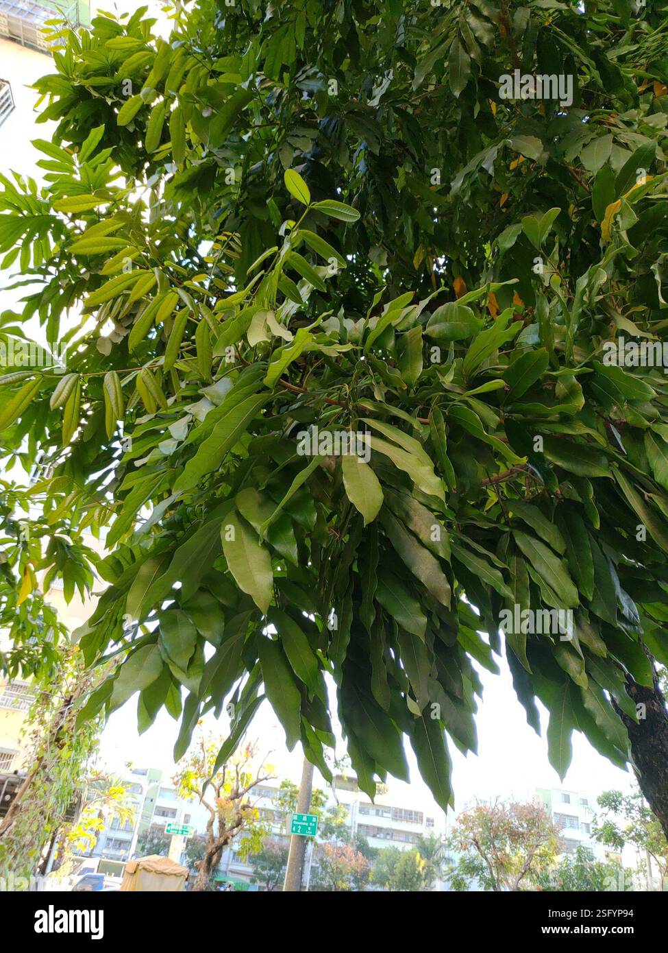 Longan (Dimocarpus longan), Plantae, 830, Taiwan, 高雄市鳳山區國泰里 Stock Photo ...