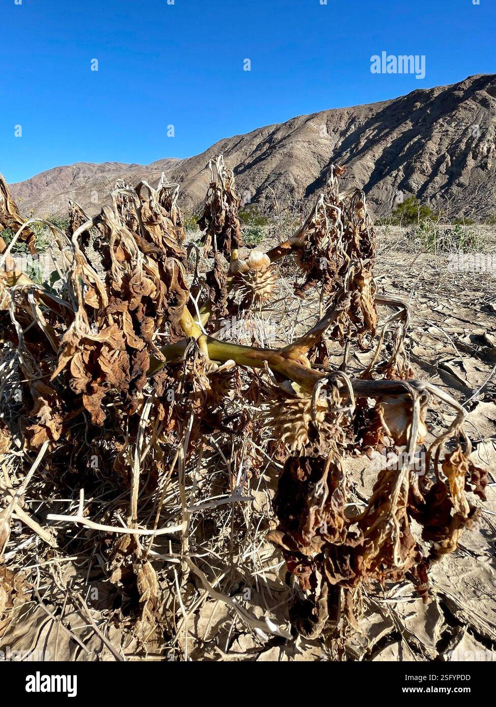 desert thorn-apple (Datura discolor), Plantae, Anza-Borrego Desert ...