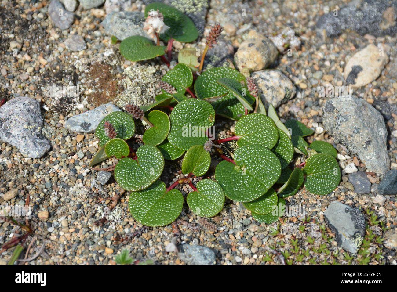 Net-leaved Willow (Salix reticulata), Plantae, Провиденский р-н ...