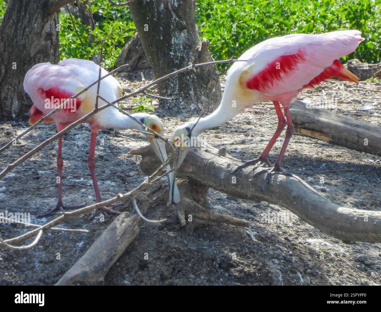 Roseate Spoonbill (Platalea ajaja), Aves, Trail at John Hargrove ...