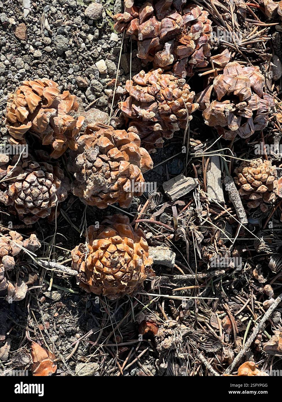 singleleaf pinyon (Pinus monophylla), Plantae, San Bernardino National ...