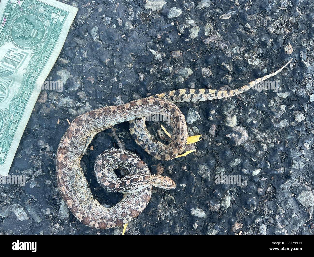 Sonoran Gopher Snake (Pituophis catenifer affinis), Reptilia, E Canyon ...