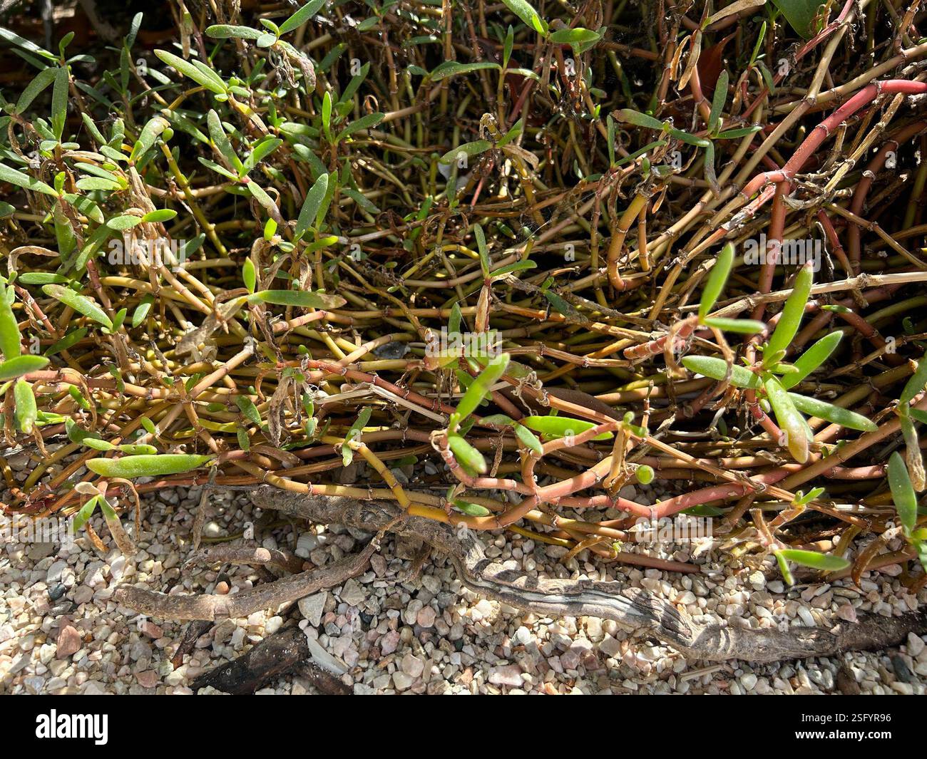 sea purslane (Sesuvium portulacastrum), Plantae, Fuik Baai, CW Stock ...