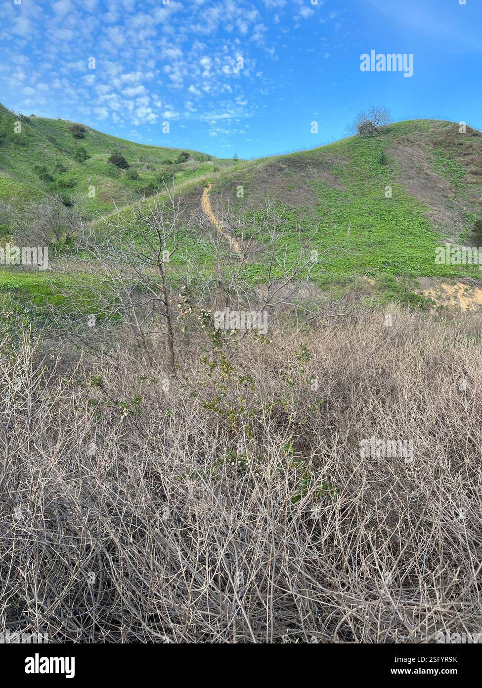 mule fat (Baccharis salicifolia), Plantae, Chino Hills State Park ...
