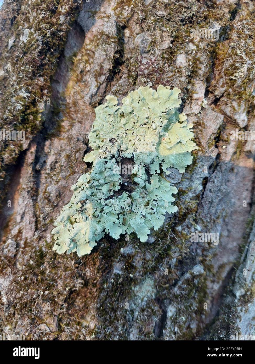 common greenshield lichen (Flavoparmelia caperata), Fungi, GJ6W+GG ...