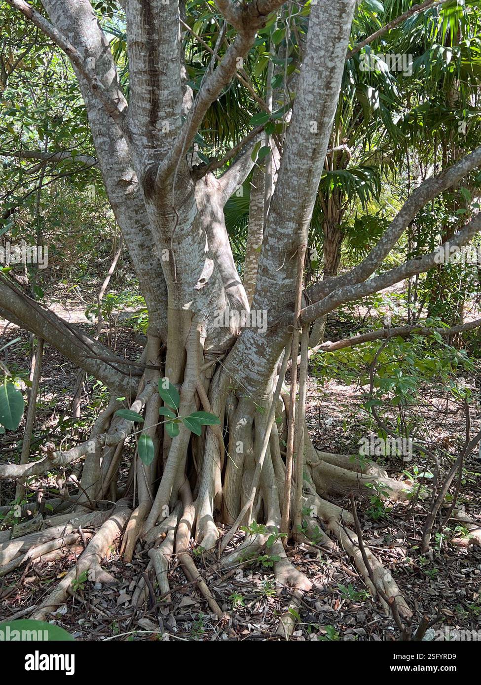 Florida Strangler Fig (Ficus aurea), Plantae, Cow Key, Key West, FL, US ...