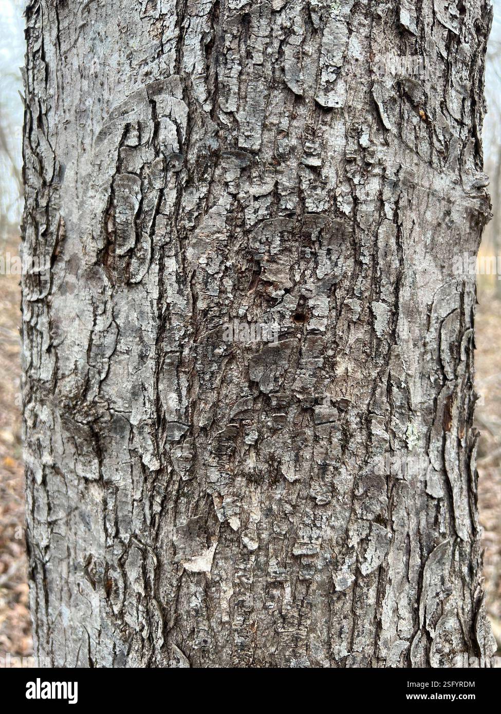 red maple (Acer rubrum), Plantae, Eno River, Efland, NC, US Stock Photo ...