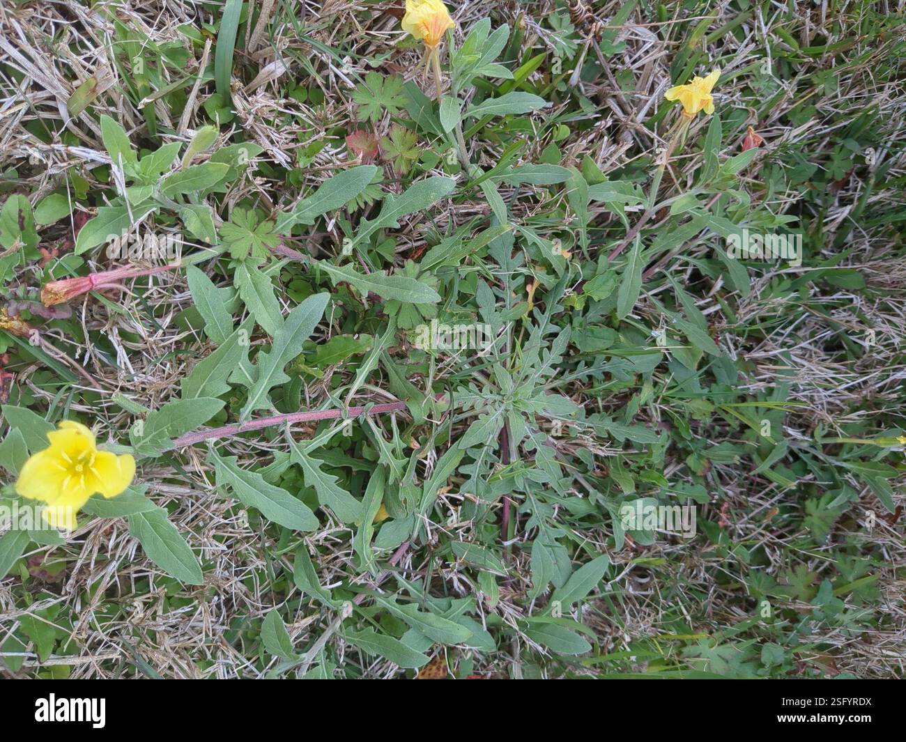 cutleaf evening primrose (Oenothera laciniata), Plantae, Uptown ...
