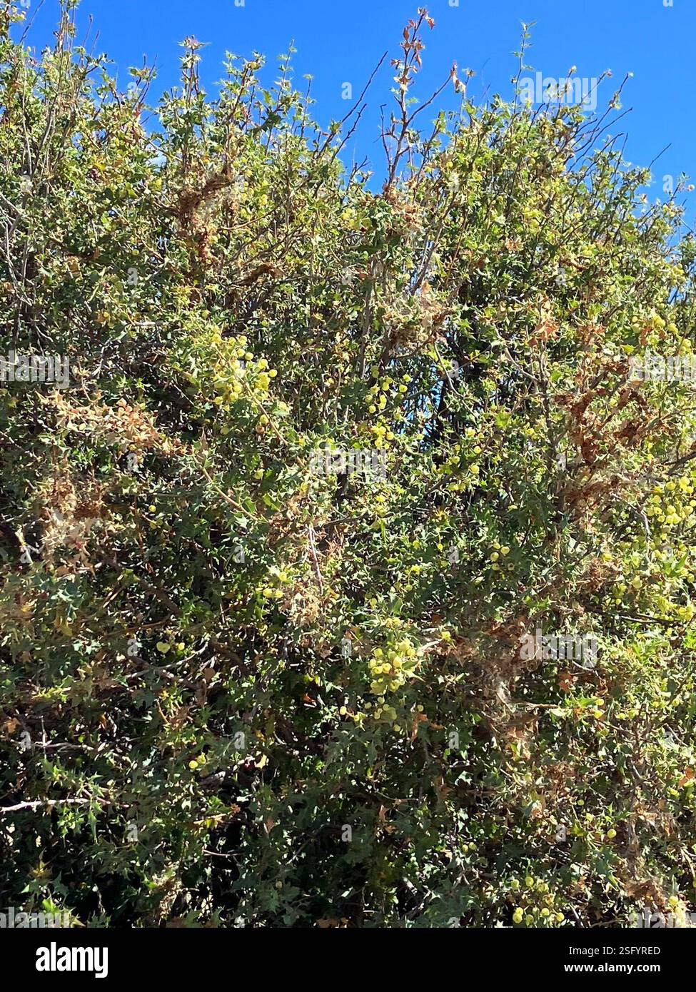 Fremont barberry (Berberis fremontii), Plantae, Mojave National ...