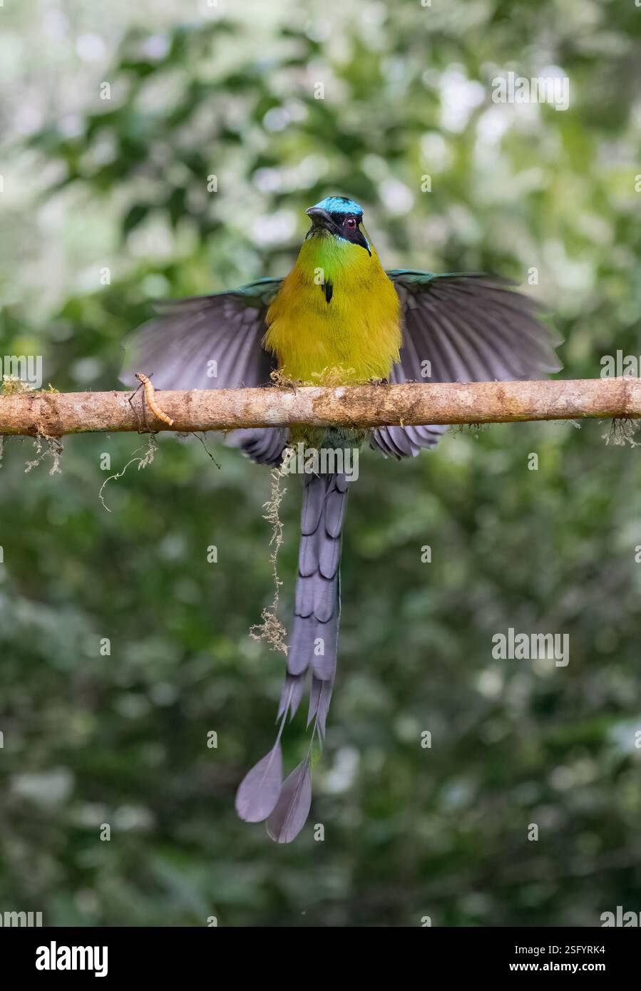 Andean Motmot (Momotus aequatorialis) coming in to land on a perch ...