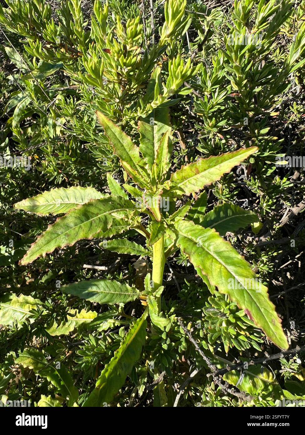 California primrose (Eulobus californicus), Plantae, Orange County, CA ...