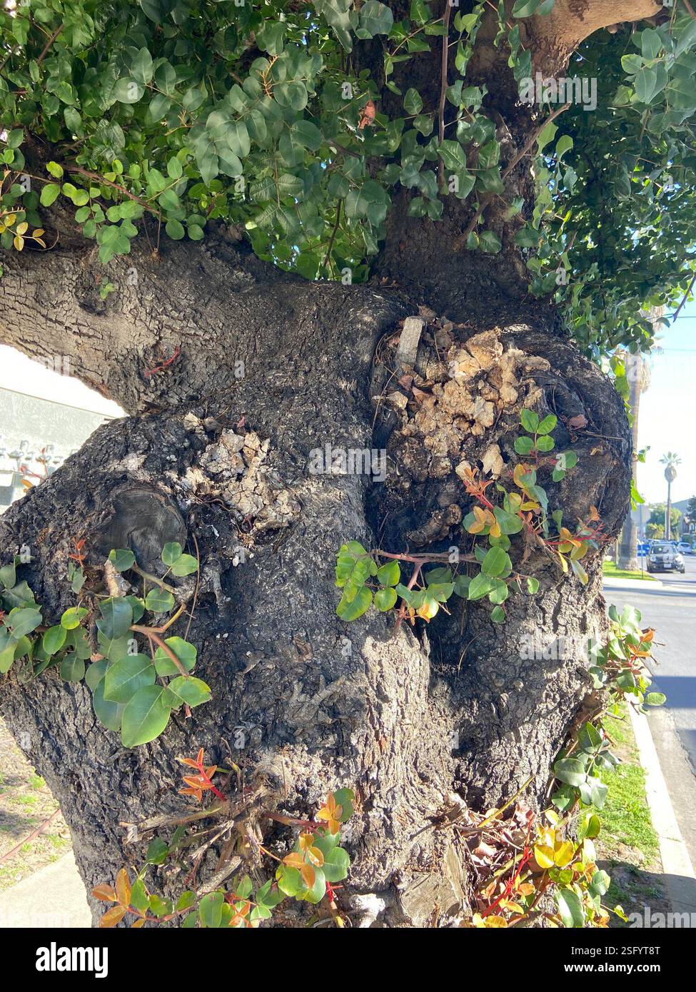 Western Hardwood Sulphur Shelf (Laetiporus gilbertsonii), Fungi, Hughes ...
