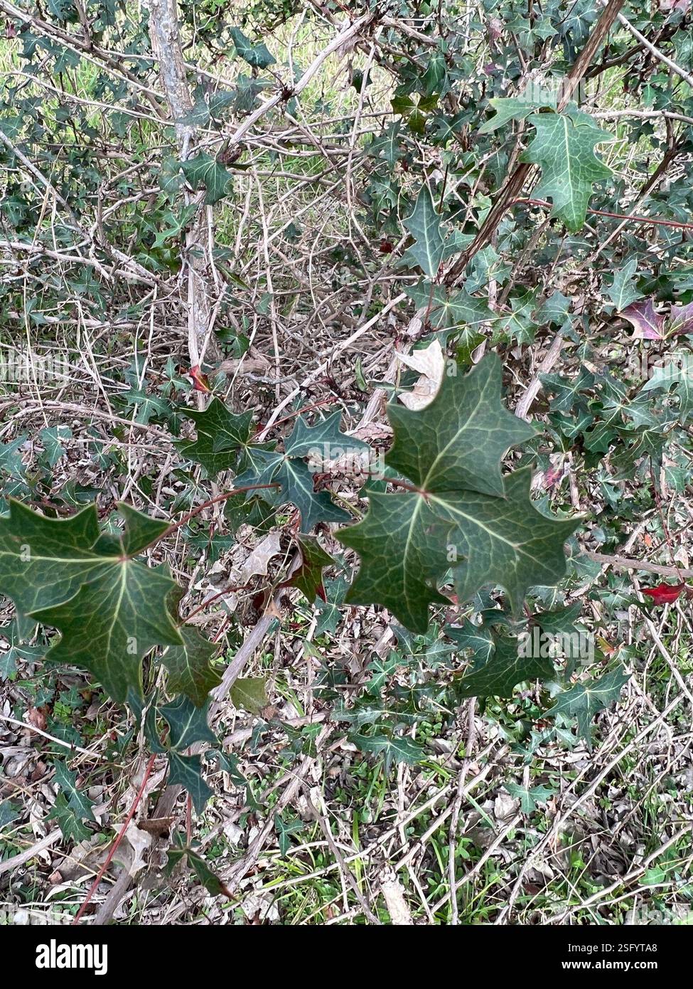 Agarita (Berberis trifoliolata), Plantae, Southeast Austin, Austin, TX ...