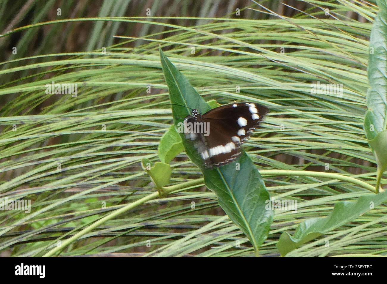 Common Crow Butterfly (Euploea core), Insecta, Pilbeam Dr, Mount Archer ...