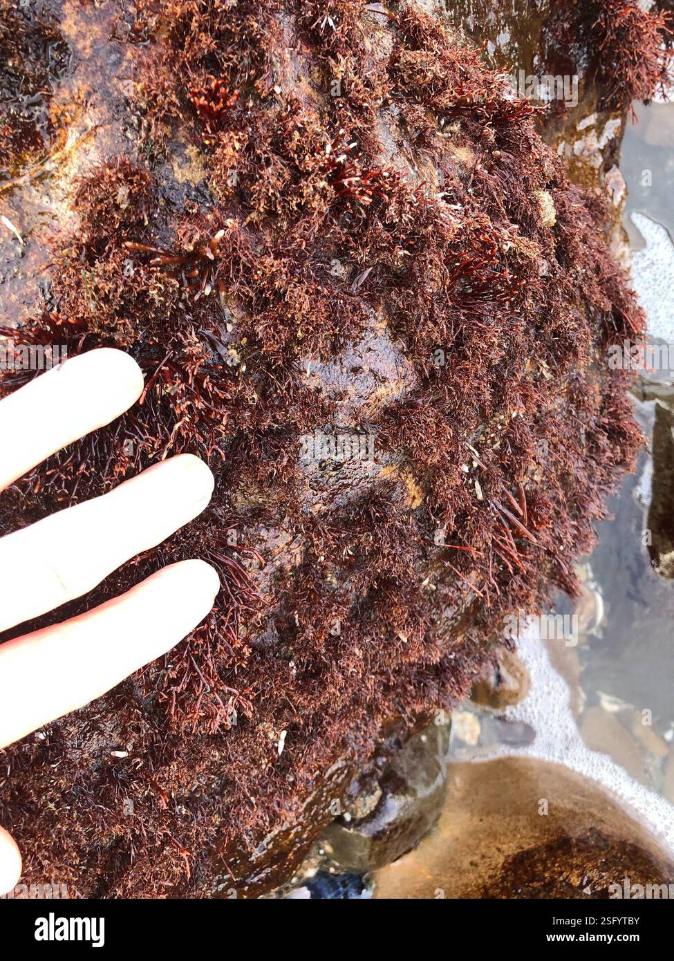 Florideophycean algae (Florideophyceae), Plantae, North Pacific Ocean ...