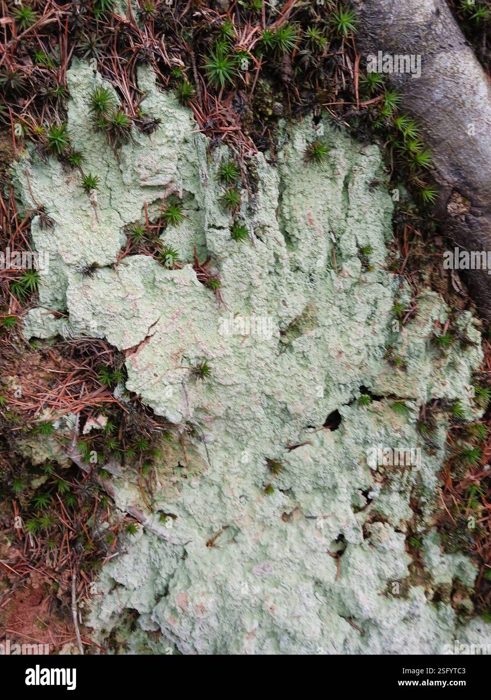 Brown Beret Lichen (Baeomyces rufus), Fungi, 35039 Marburg, Deutschland ...