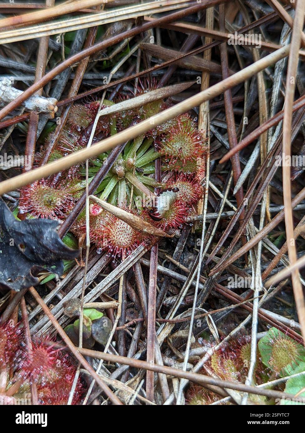 Pink Sundew (Drosera capillaris), Plantae, Volusia County, US-FL, US ...