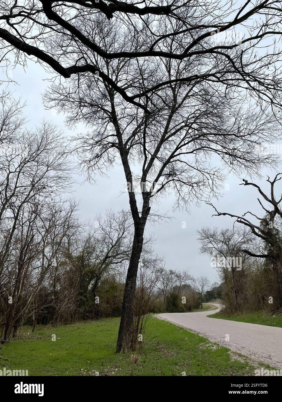 sugar hackberry (Celtis laevigata), Plantae, Winkler Park, Moody, TX ...