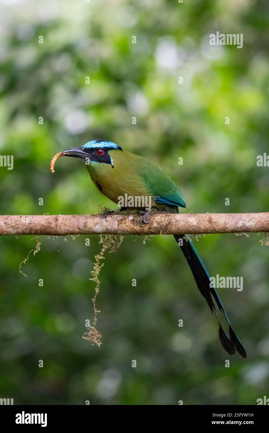 Andean Motmot (Momotus aequatorialis) with a worm in its beak, Valle ...