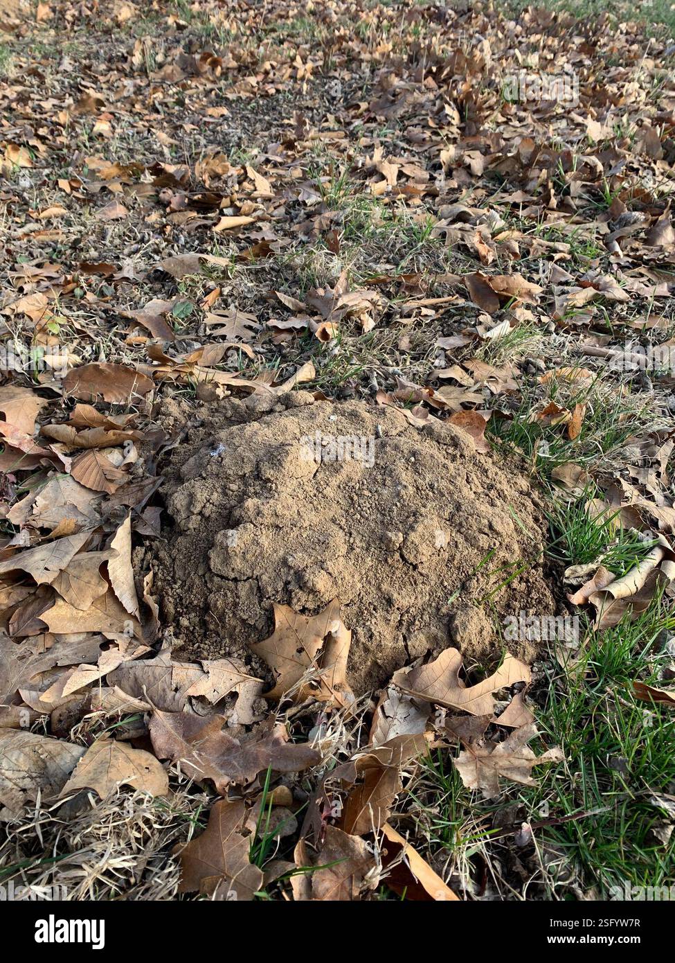Moles and Desmans (Talpidae), Mammalia, The Arboretum State Botanical ...
