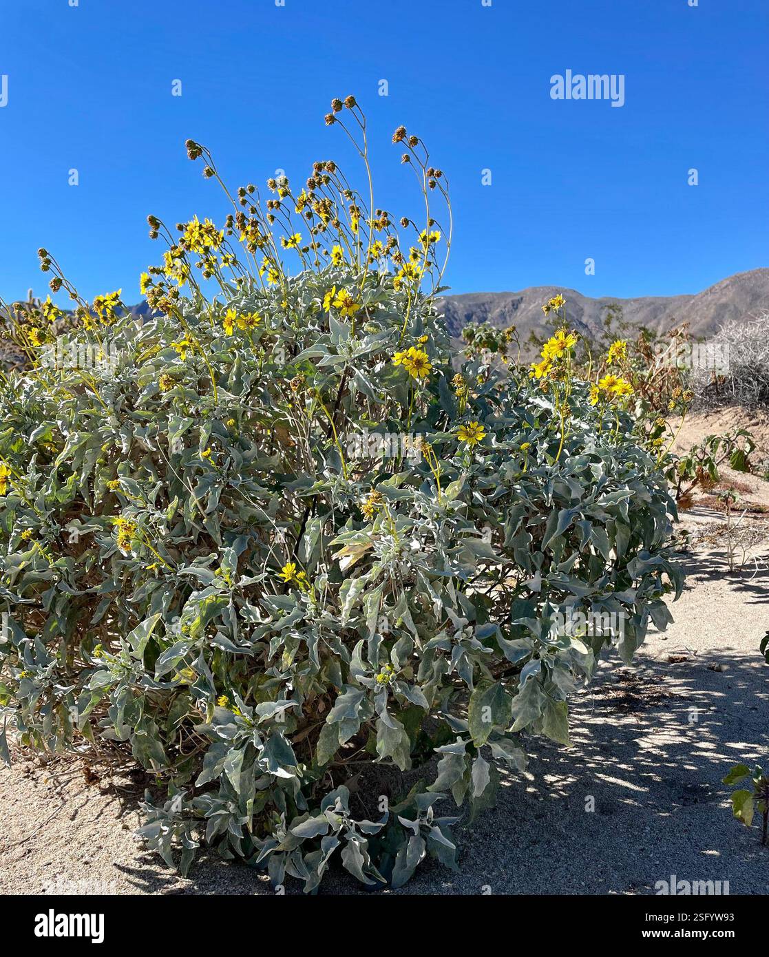 (Encelia farinosa farinosa), Plantae, Anza-Borrego Desert State Park ...