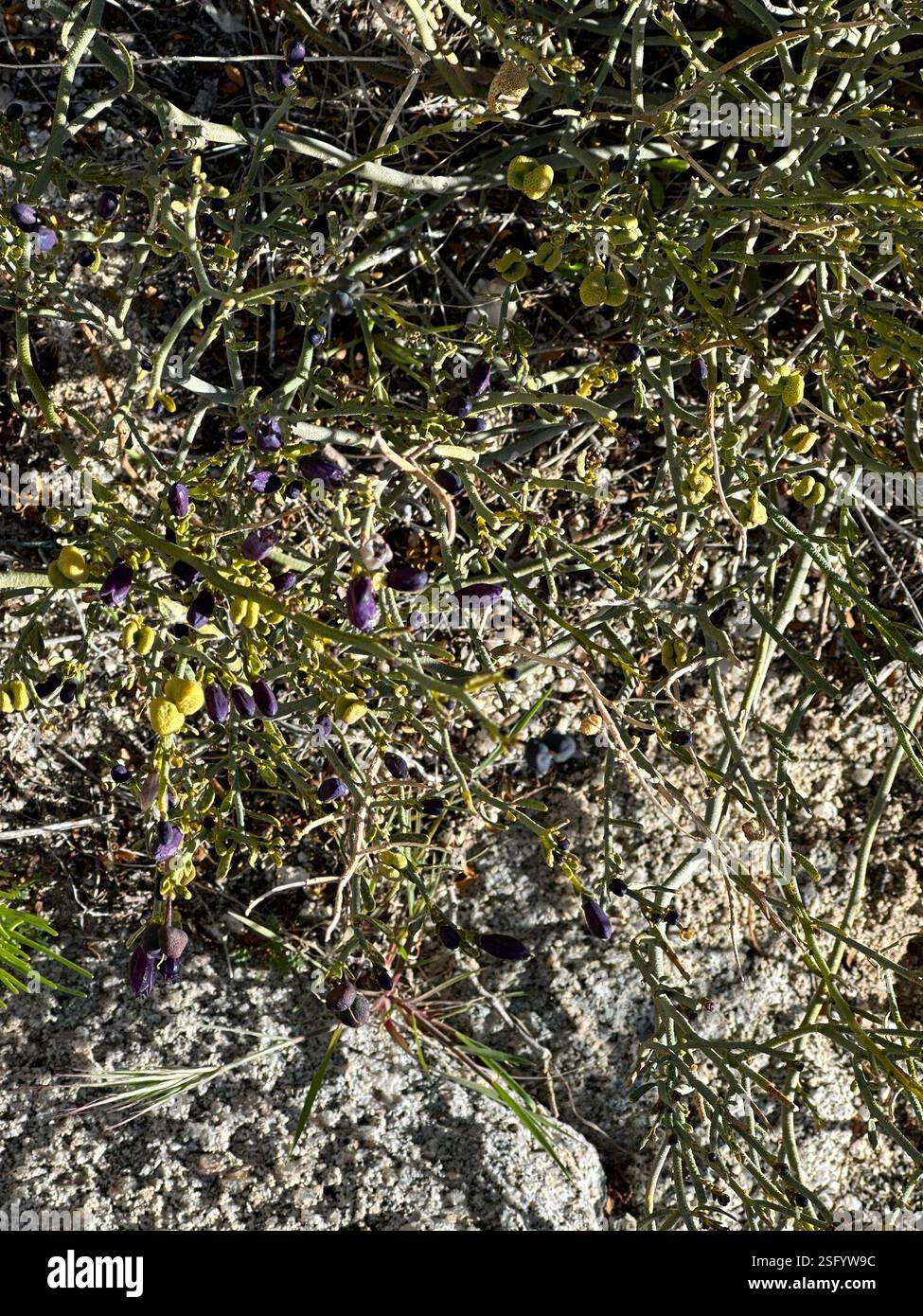 Turpentine Broom (Thamnosma montana), Plantae, Anza-Borrego Desert ...