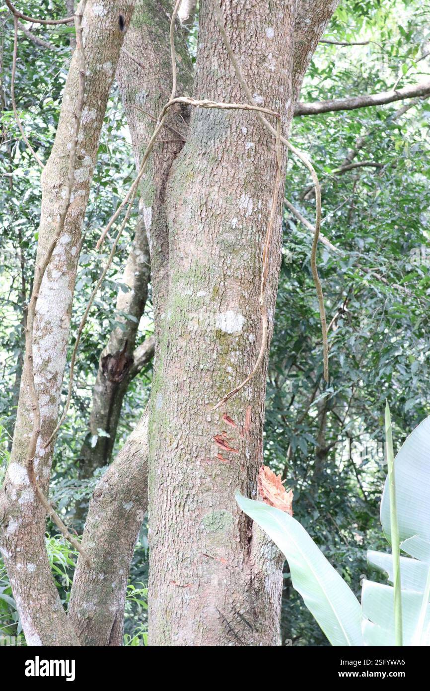 myrtle family (Myrtaceae), Plantae, Araçariguama, SP, 18147-000, Brasil ...