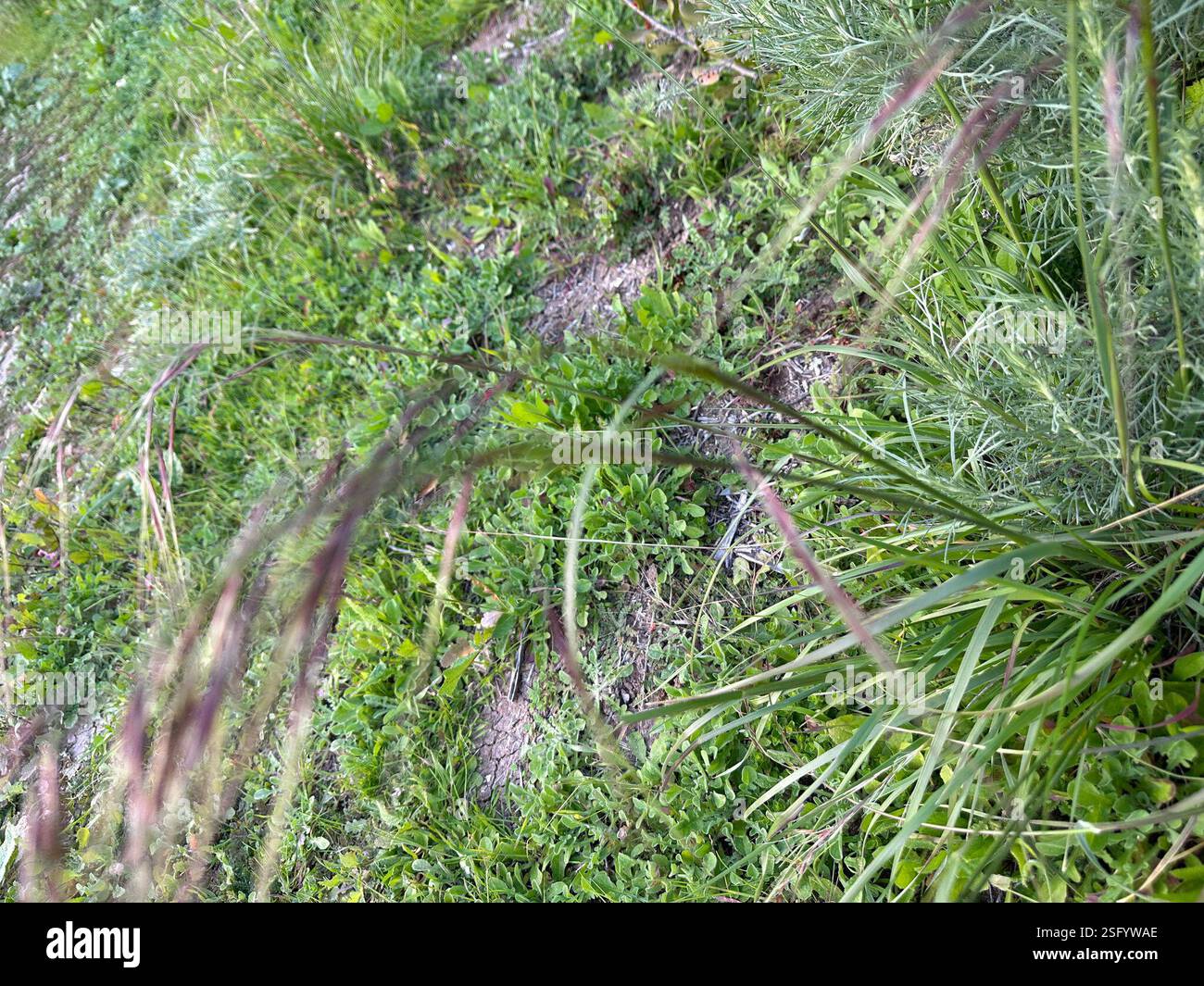 purple needlegrass (Nassella pulchra), Plantae, Talega, San Clemente ...