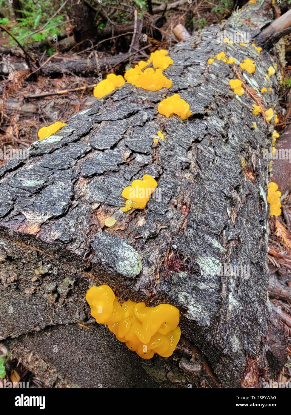 (Dacrymyces), Fungi, El Corte de Madera Creek Open Space Preserve, San ...