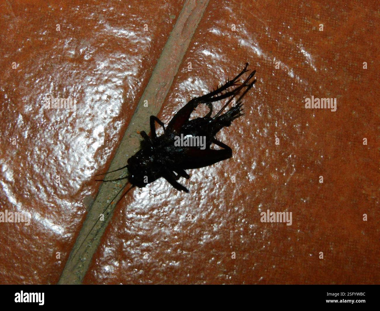 True Crickets and Allies (Grylloidea), Insecta, Lo Prado, Santiago ...