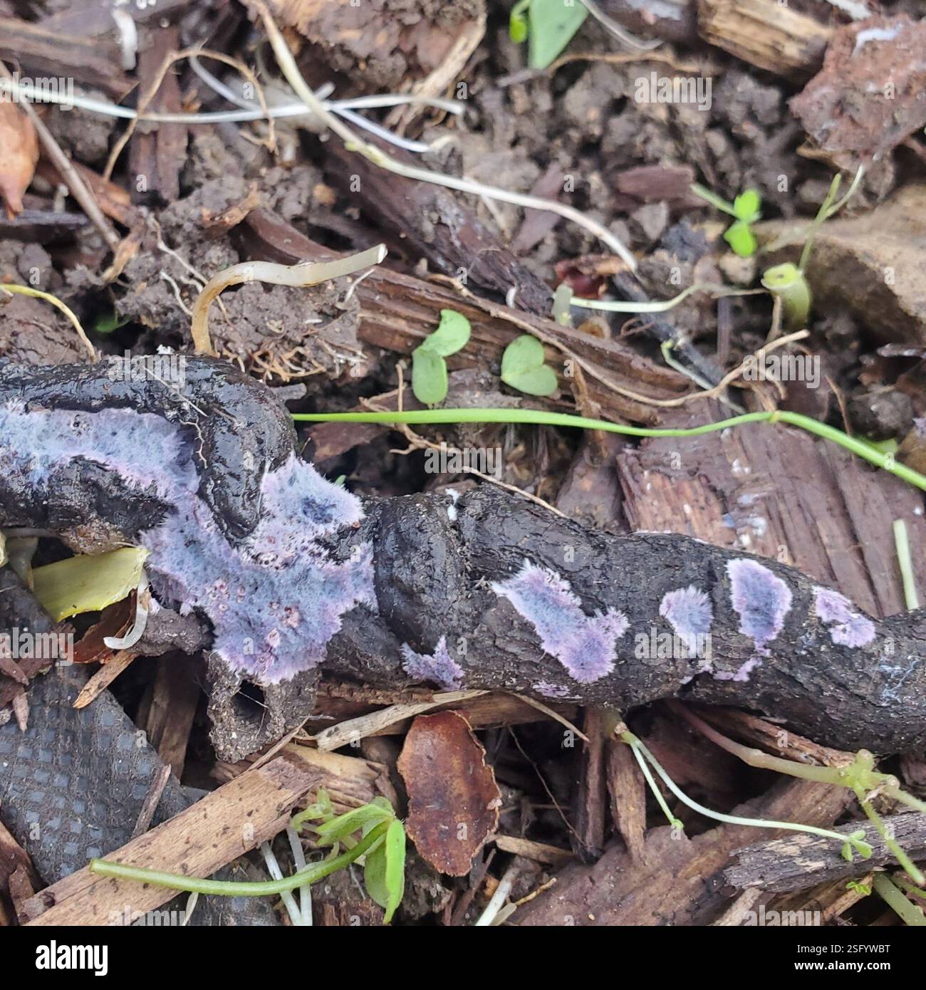 Purple Fuzz (Punctularia atropurpurascens), Fungi, California, US ...