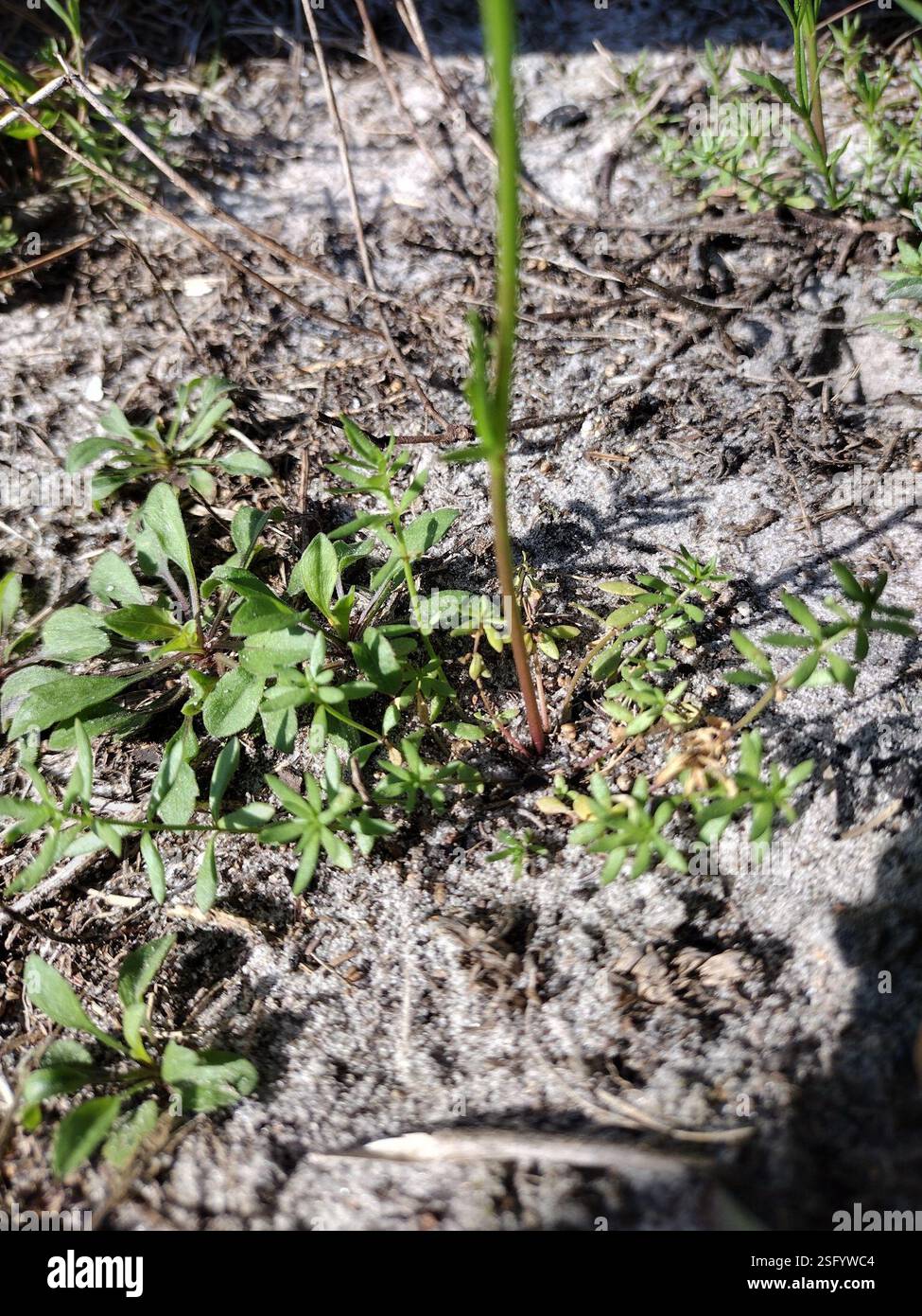 blue toadflax (Nuttallanthus canadensis), Plantae, Flagler County, US ...