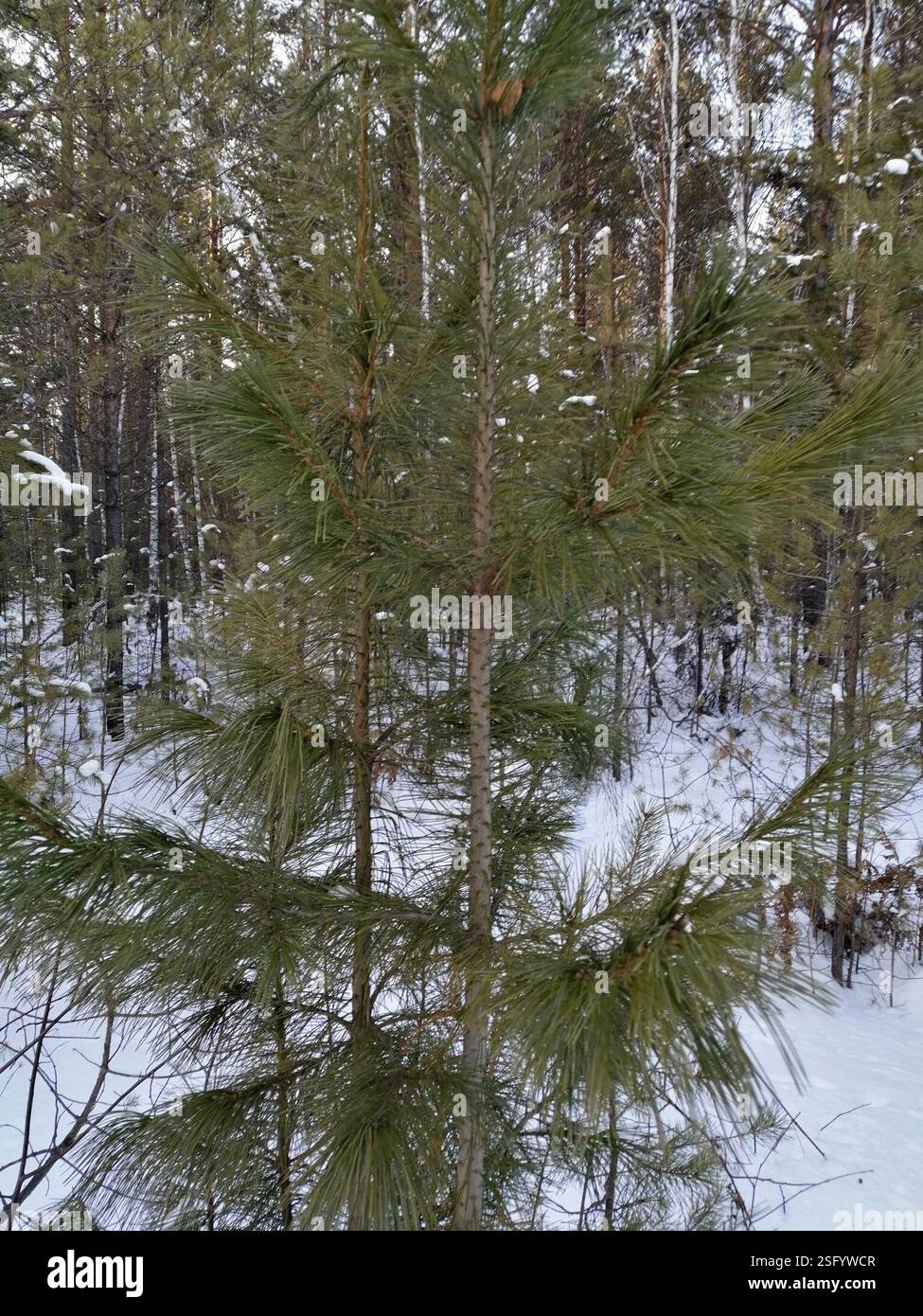Siberian pine (Pinus sibirica), Plantae, Иркутская обл., Россия, 665490 ...