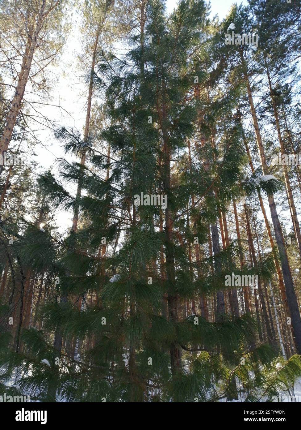 Siberian pine (Pinus sibirica), Plantae, Иркутская обл., Россия, 665490 ...