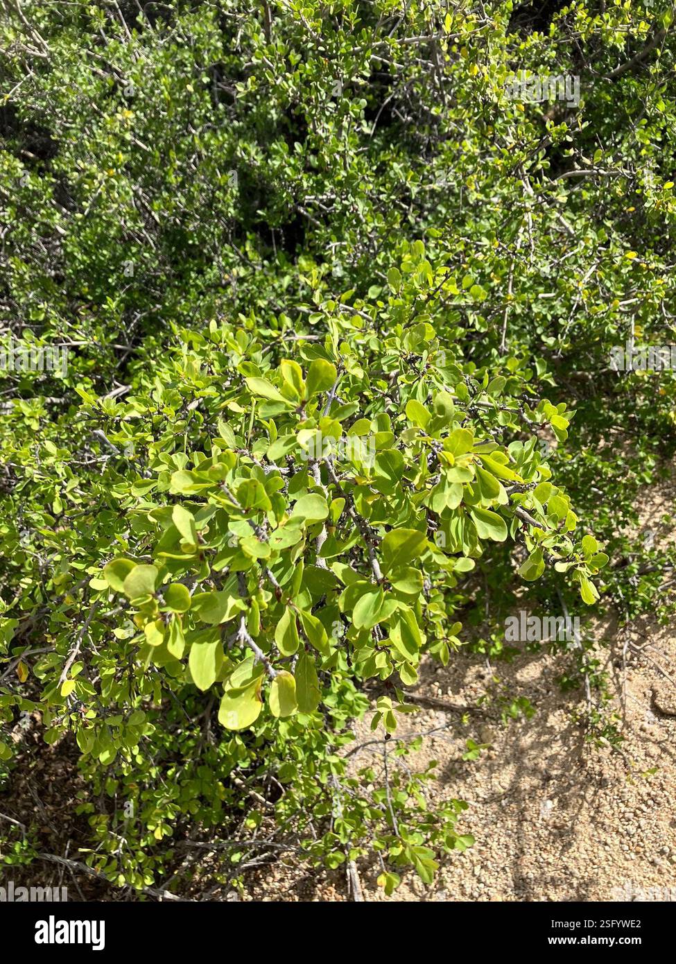 Stretchberry (Forestiera pubescens), Plantae, Mojave National Preserve ...