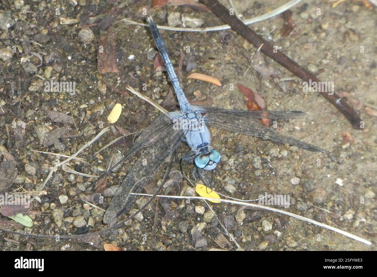 Chalky Percher (Diplacodes trivialis), Insecta, 100 Spencer St, West ...