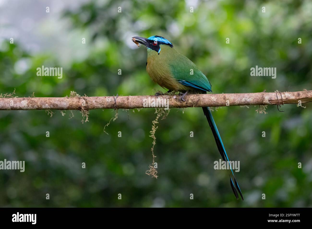 Andean Motmot (Momotus aequatorialis) with a worm in its beak, Valle ...
