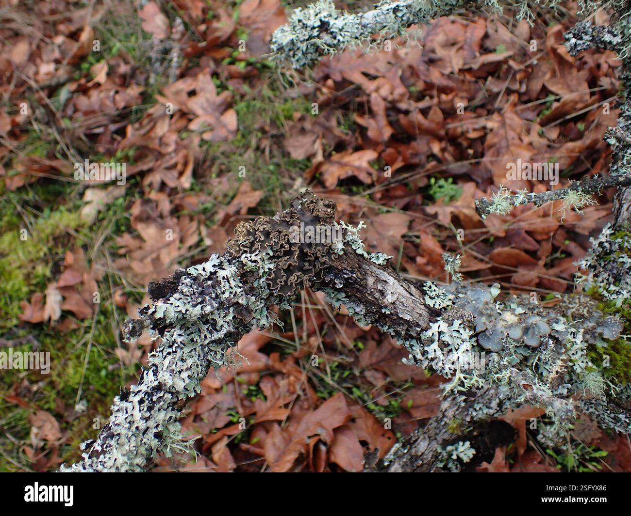 tree pelt lichen (Peltigera collina), Fungi, Colwood, BC, Canada Stock ...