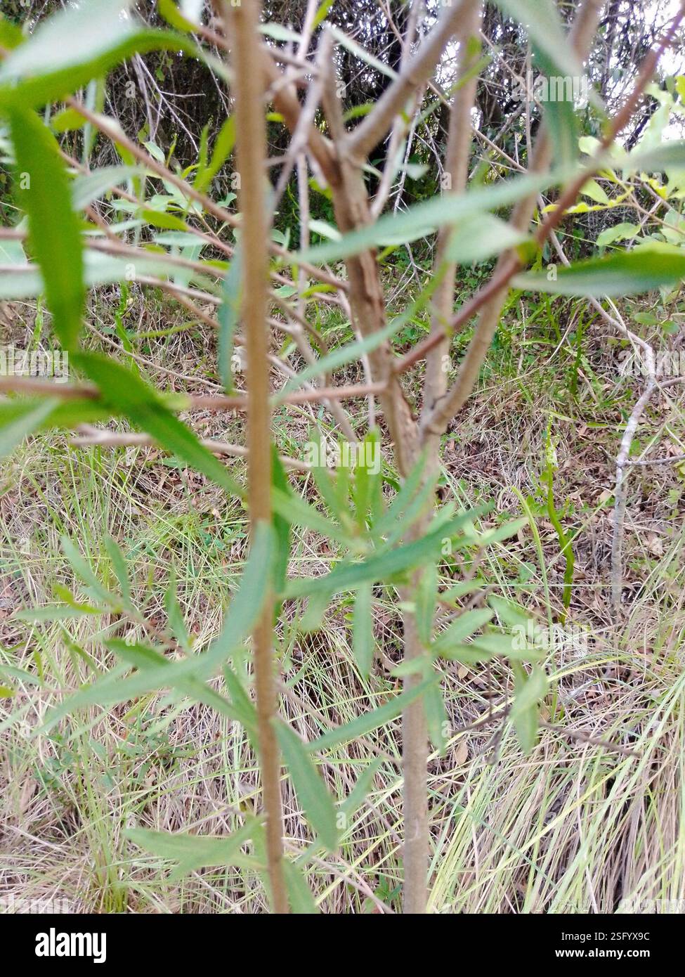 mule fat (Baccharis salicifolia), Plantae, 37000 Departamento de Cerro ...